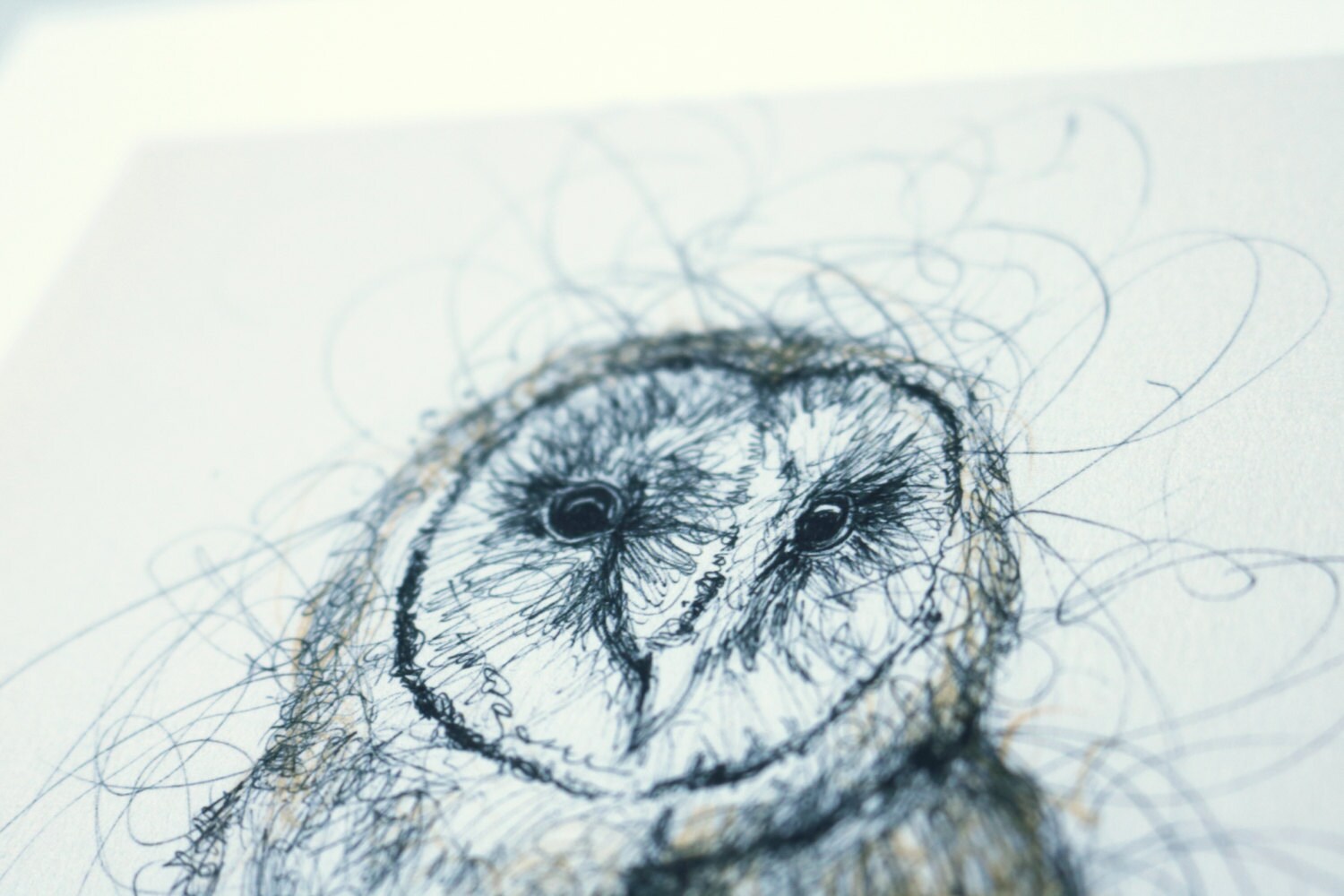 Barn Owl Pen and Ink Illustration Print Limited Edition - Etsy UK