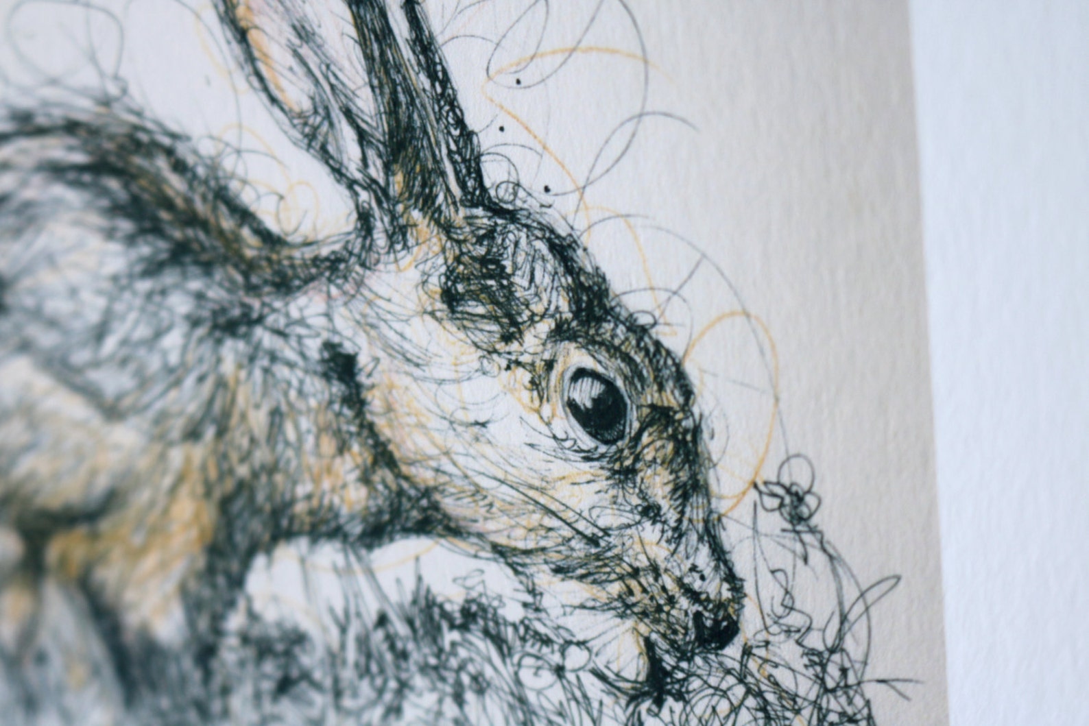 Spring Hare Pen and Ink Illustration Print Limited Edition - Etsy UK