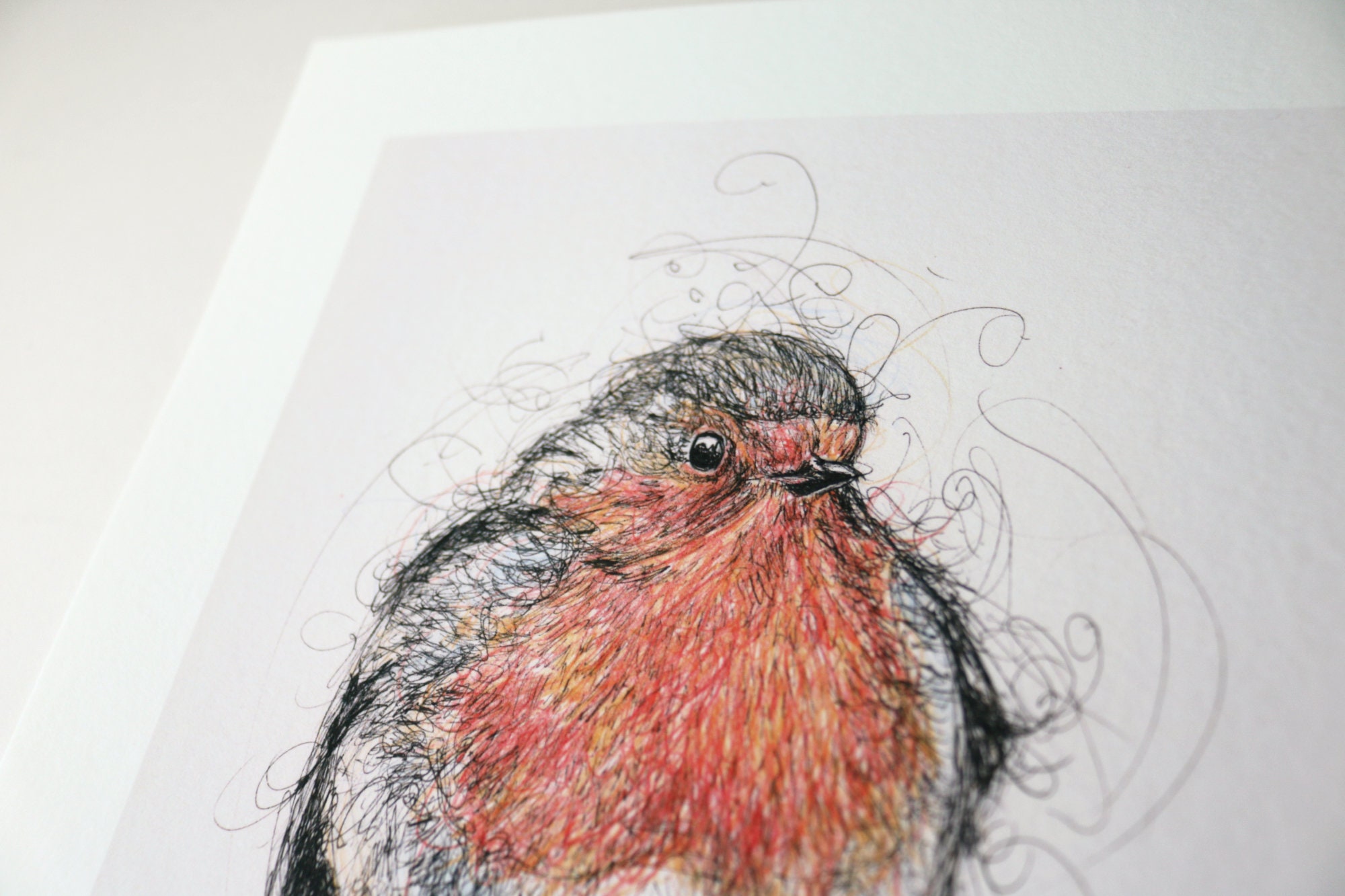A3 Robin Pen and Ink Illustration Print Limited Edition | Etsy