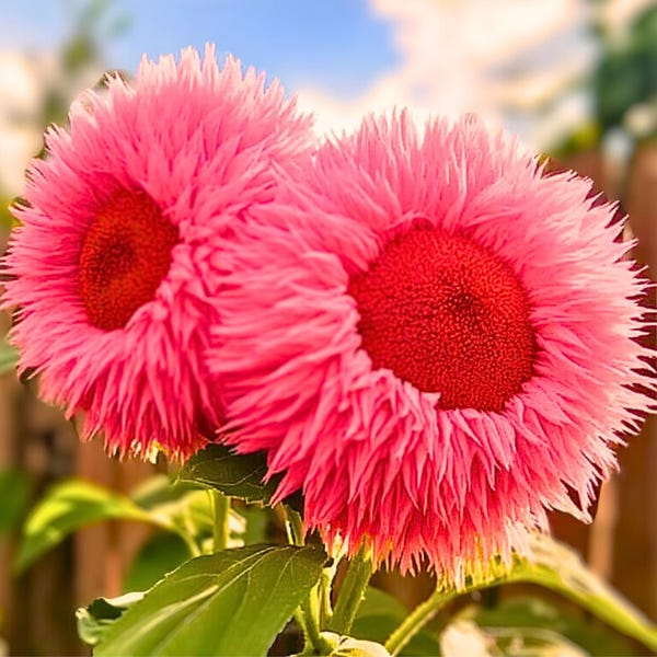 Pink Sunflower - Etsy