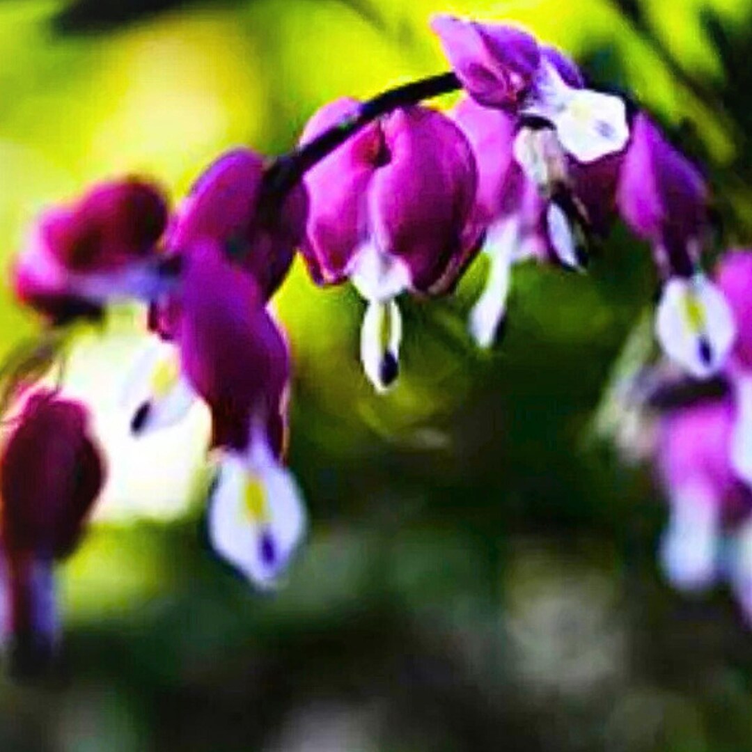 Dark Purple Bleeding Heart Seeds Flowers Shade Flower 25 Seeds - Etsy