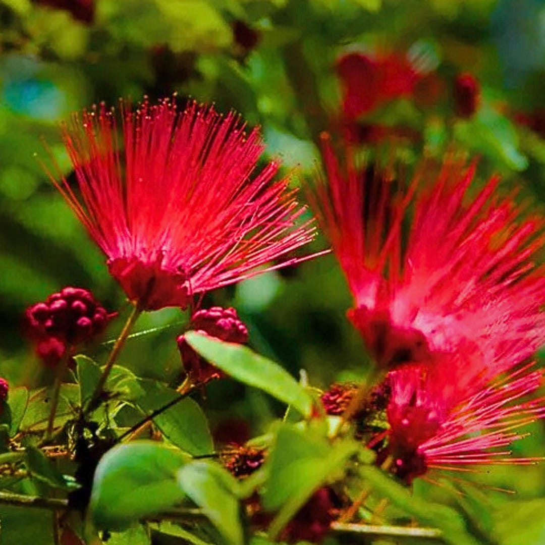 Red Mimosa Tree Seeds Silk Albizia Julibrissin Perennial 10 Seeds - Etsy