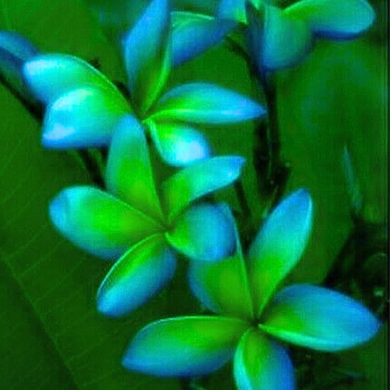 Blue Plumeria Flowers - Etsy