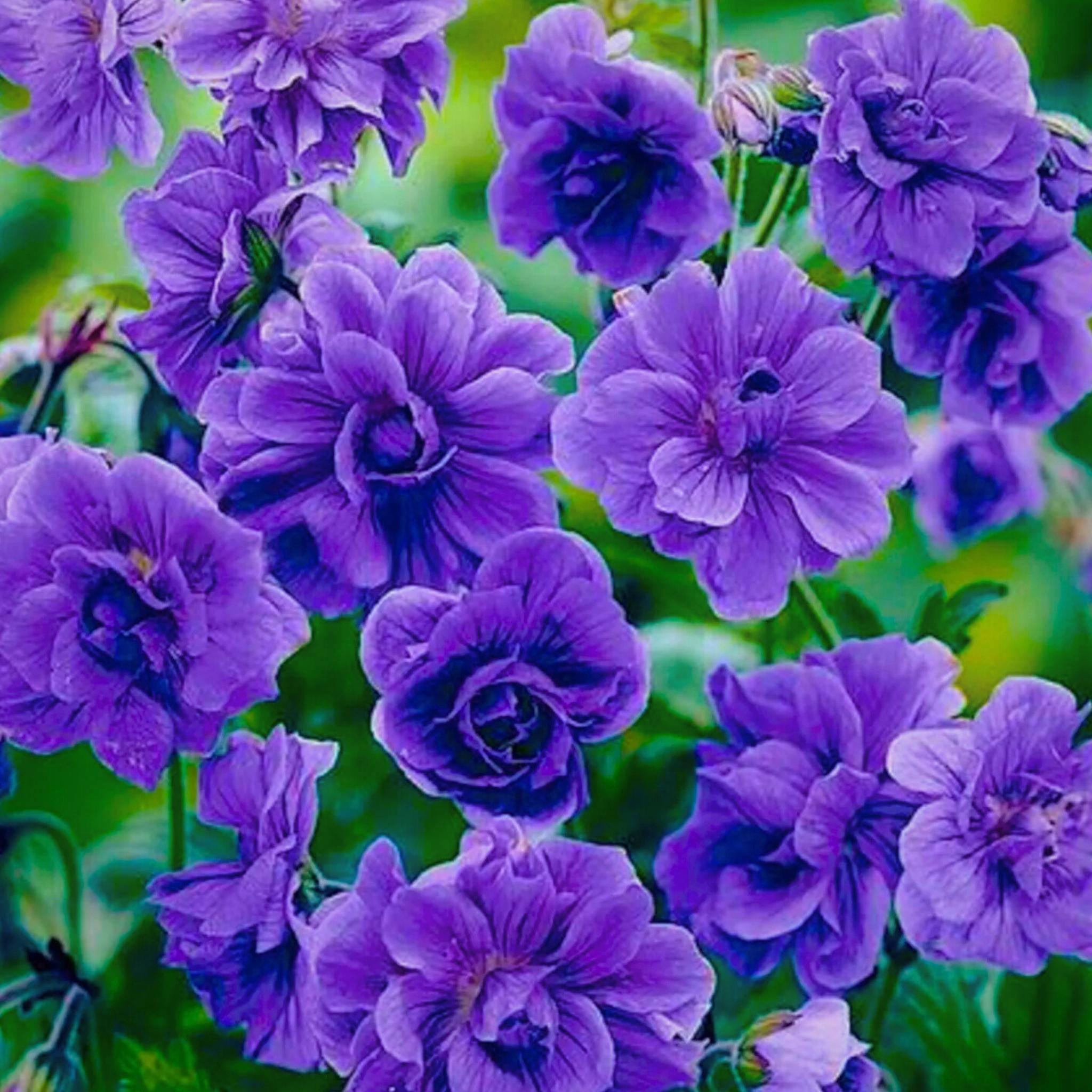 Double Purple Geranium Flowers Perennial 10 Seeds - Etsy