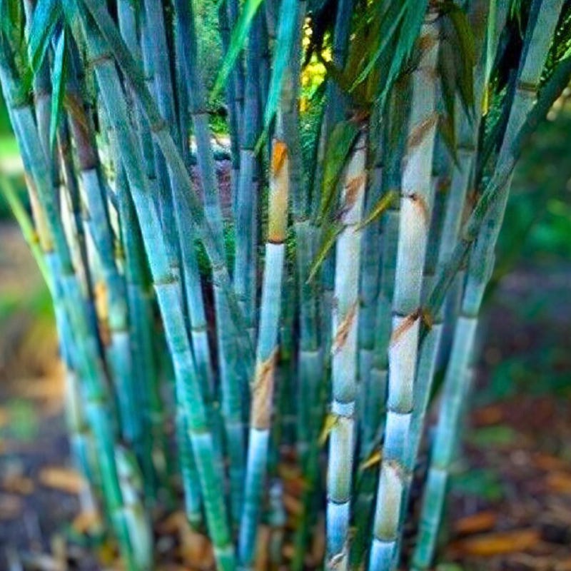 Blue Bamboo Plant - Etsy