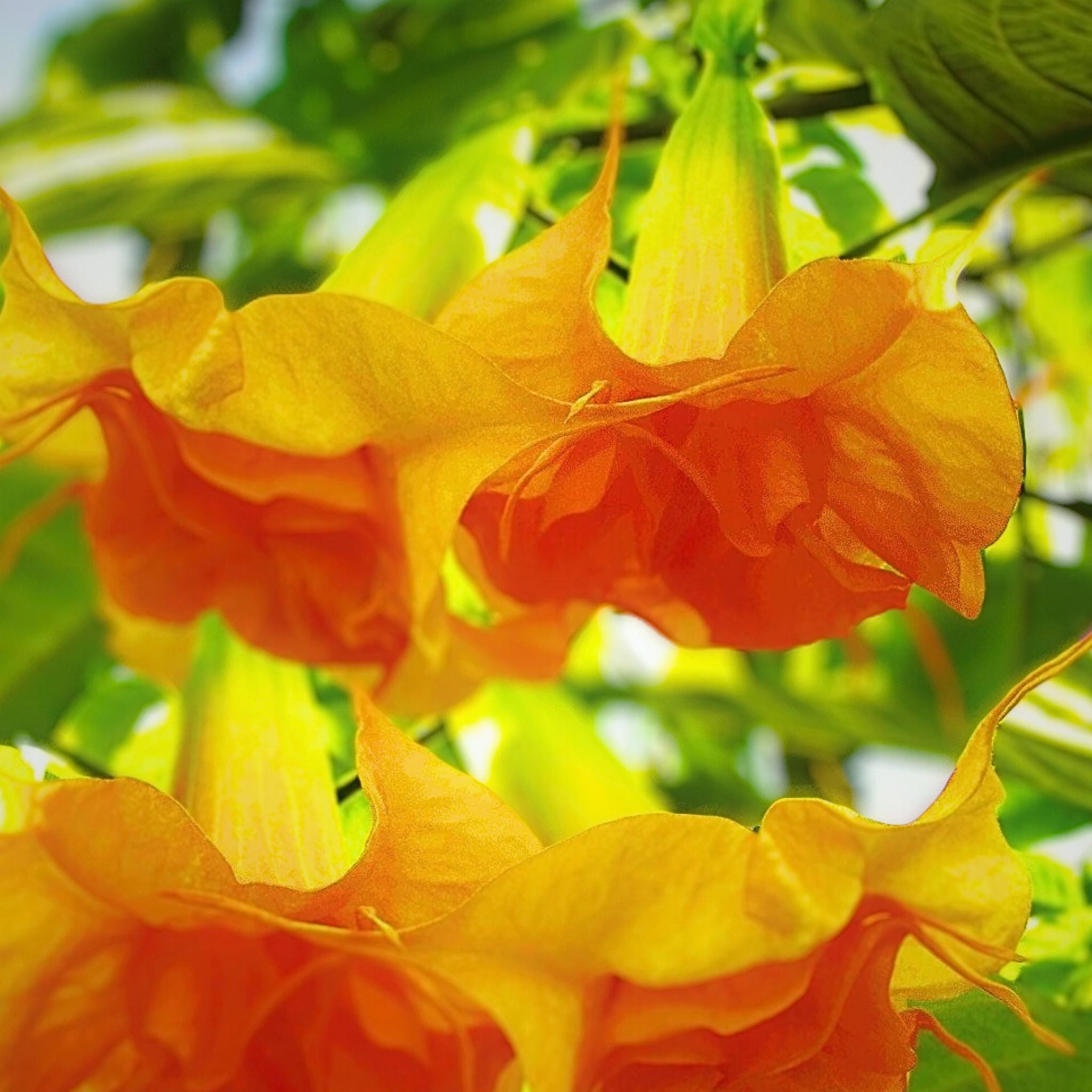 Double Bright Yellow Orange Angel Trumpet Flowers 10 Seeds - Etsy