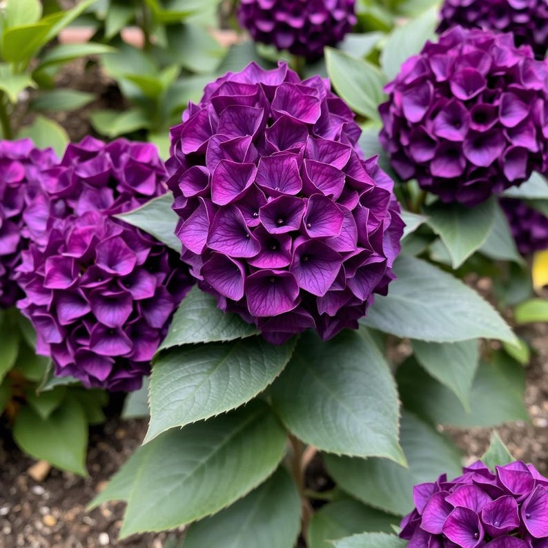 Deep Dark Purple Hydrangea Flower Plant 5 Seeds - Etsy