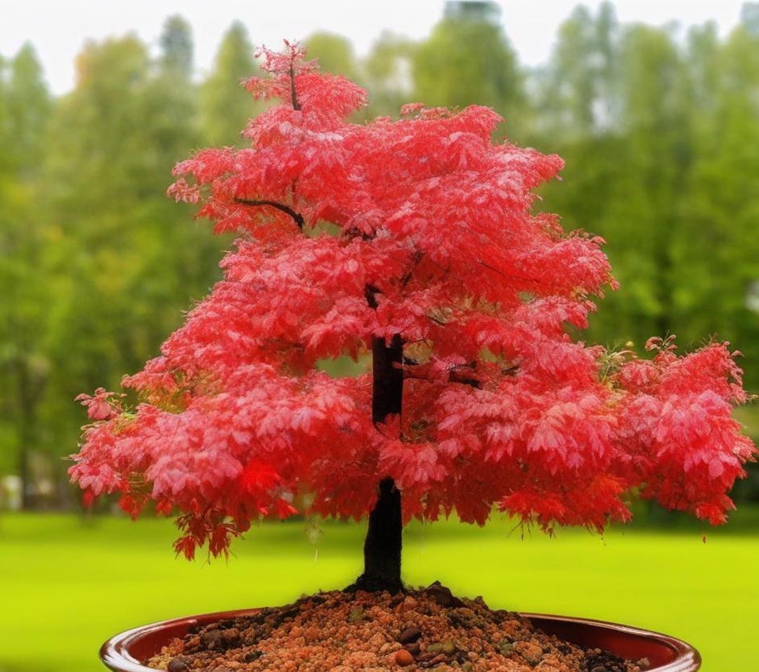 Japanese Red Maple Tree Hybrid Bonsai 20 Seeds - Etsy