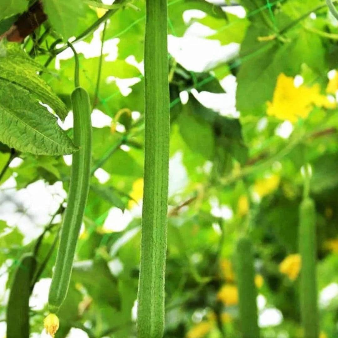 Emerald Luffa Gourd Seeds: Smooth Skin, Hybrid Sponge (10 Seeds) - Etsy
