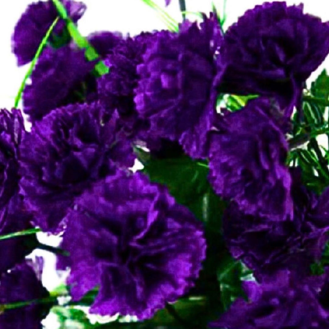 Dark Purple Carnation Seeds Dianthus Flowers Seed Flower Perennial 100 ...
