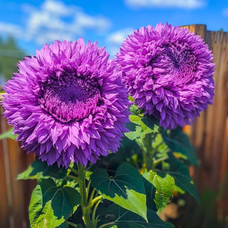 Enchanting Purple Giant Teddy Bear Sunflower Plant 50 Seeds - Etsy