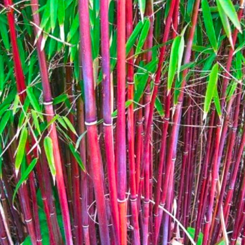 Bamboo Plants - Etsy