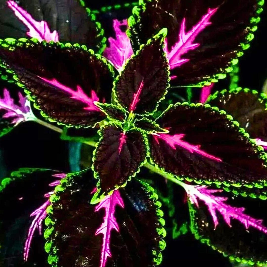 Rare Pink Black Green Foliage Mix Variegated Color 20 Seeds - Etsy