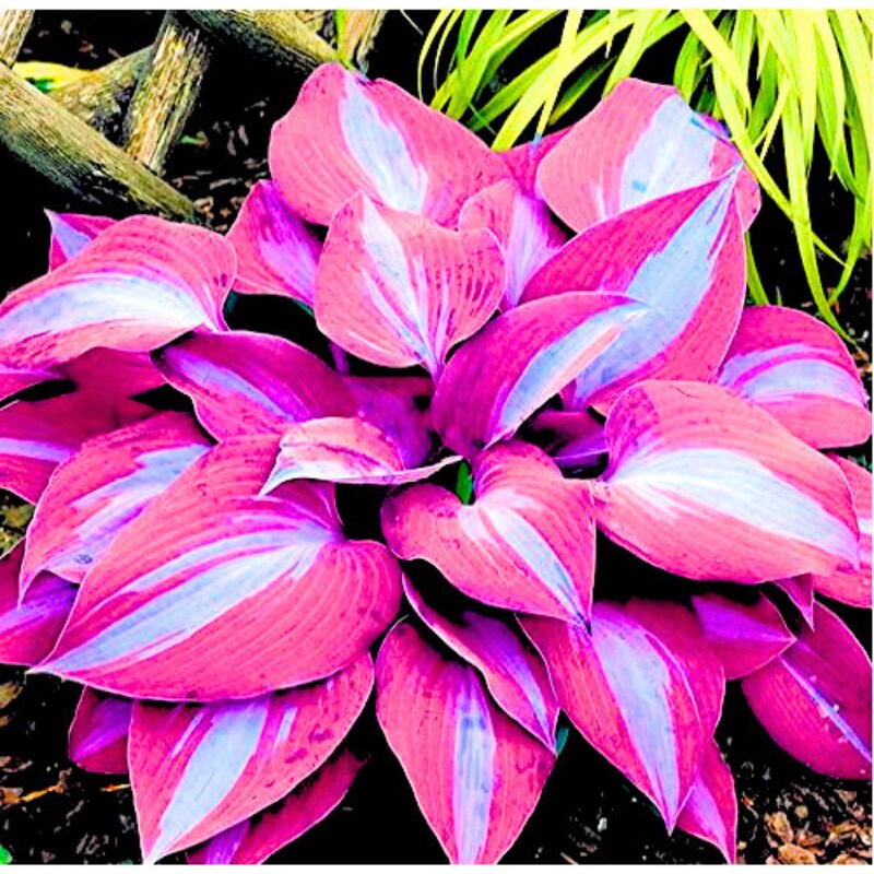 Purple Hosta Plant - Etsy