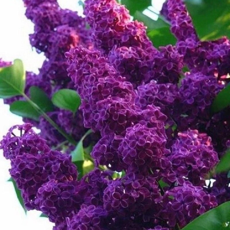 Lilac Seeds - Etsy
