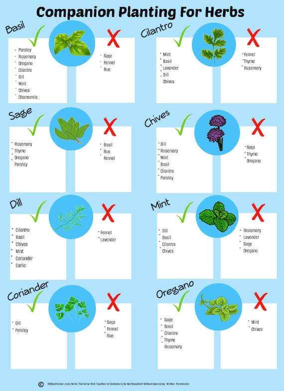 Companion Gardening Chart For Herbs