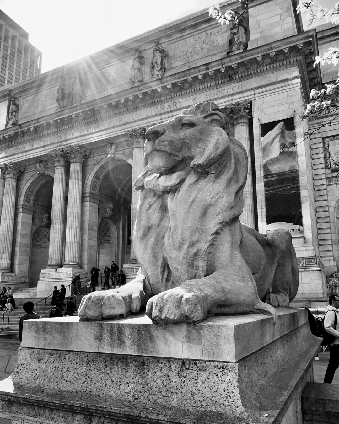 8x10 New York City Public Library Fortitude Statue Black & White ...