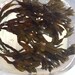 Wildcrafted Whole Leaf Bladderwrack Sea Vegetable - Etsy