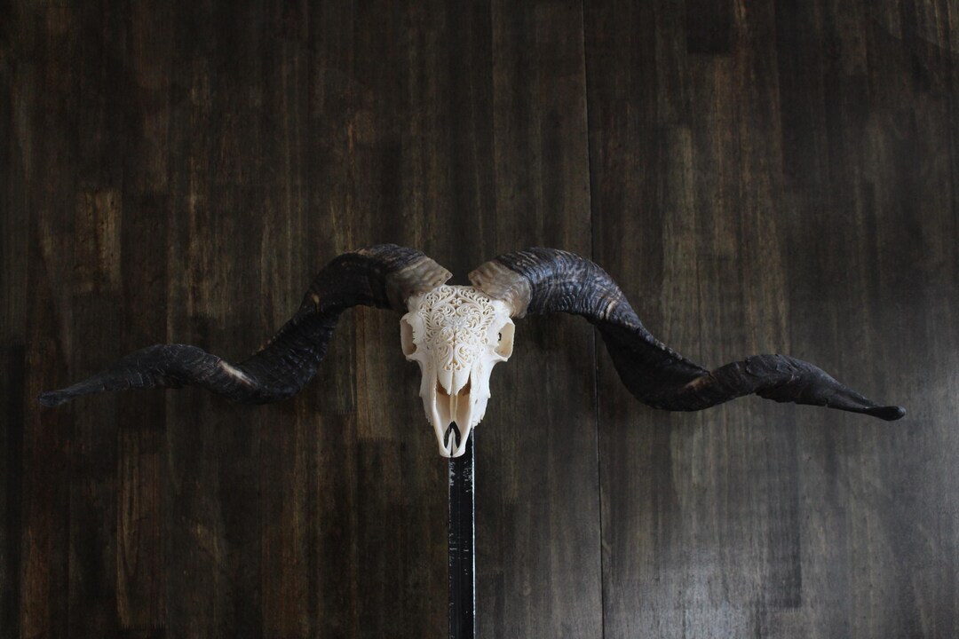 Real Ram Skull With Long Horns Carved Ram Skull Perfectly Clean, Real ...