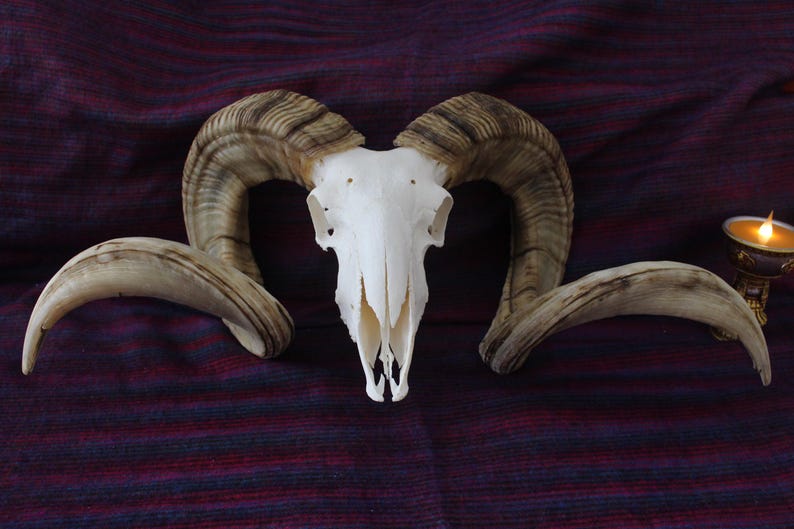 Real Ram Skull With Horns, Sheep Skull Perfectly Clean, Real Bone ...