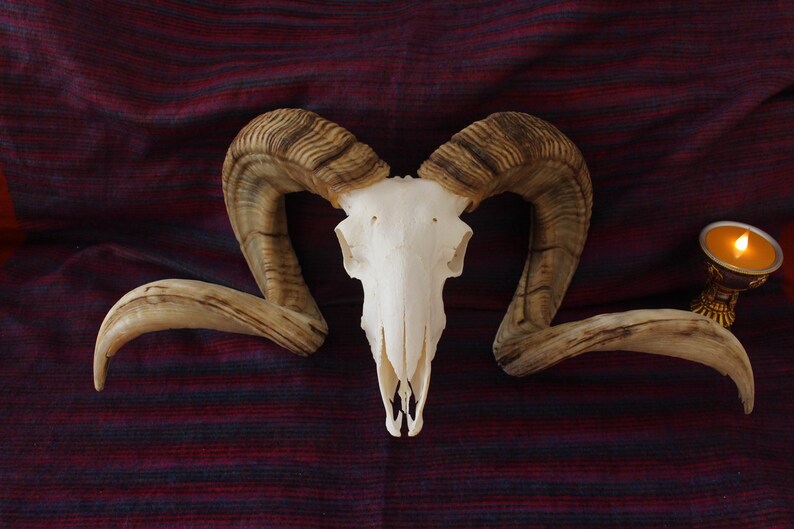 Real Ram Skull With Horns, Sheep Skull Perfectly Clean, Real Bone ...