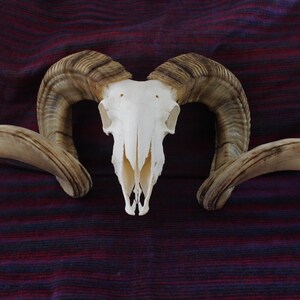 Real Ram Skull With Horns, Sheep Skull Perfectly Clean, Real Bone ...