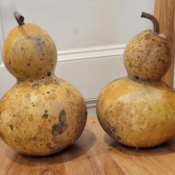 Dried Gourds - Etsy