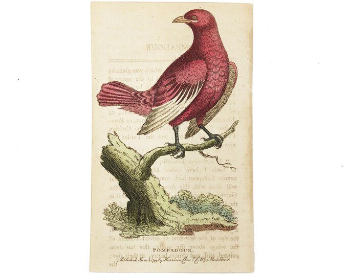 Antique 1800's Harrison, Cluse & Co Bird Engraving of the Pompadour ...