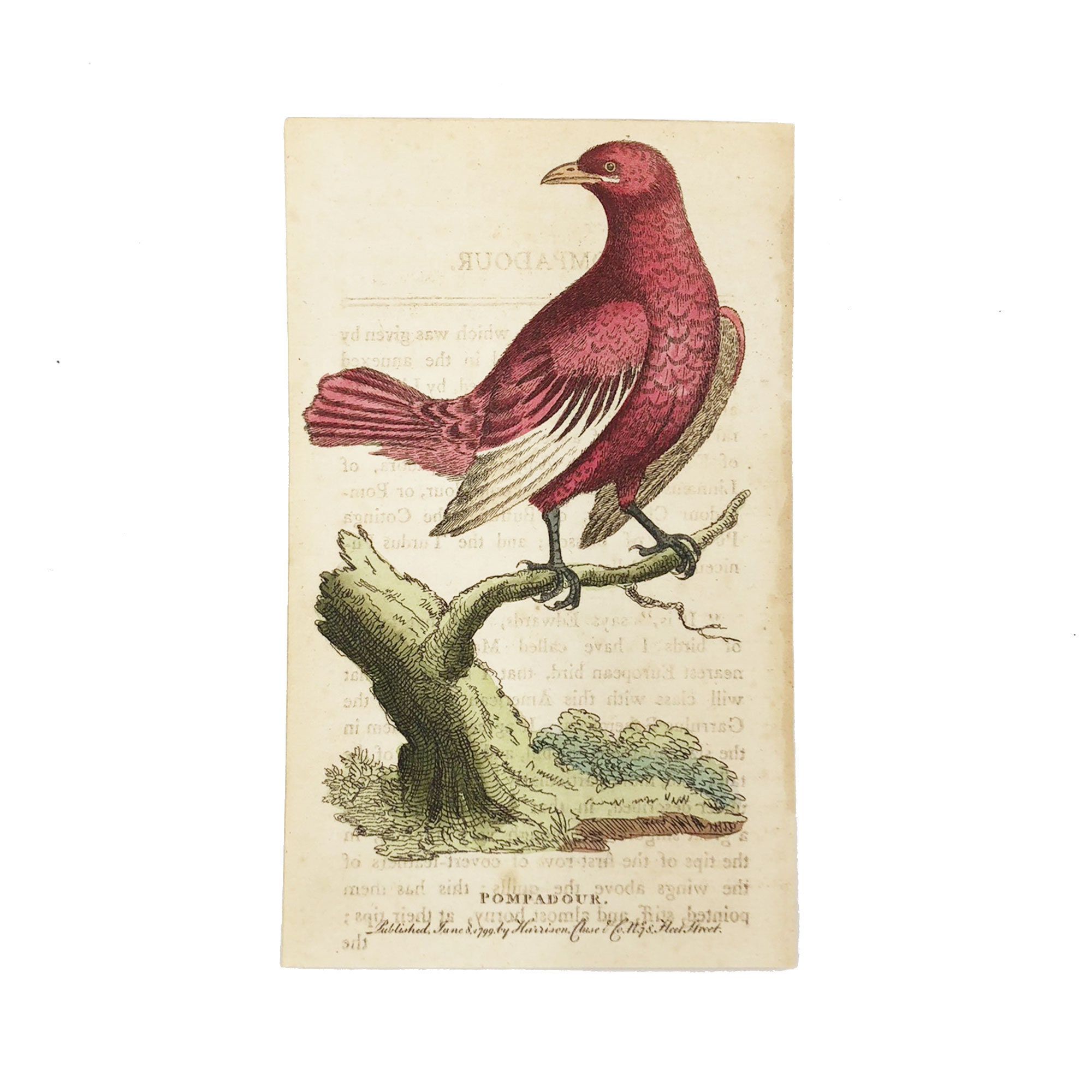Antique 1800's Harrison, Cluse & Co Bird Engraving of the Pompadour ...