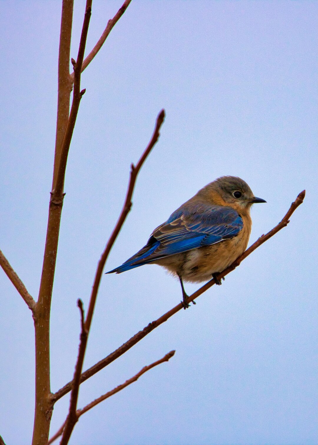 Chilly Bluebird - Etsy