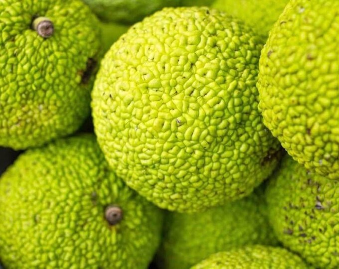 Spider Balls | Monkey Balls | Osage Oranges | Hedge Apples | Fresh - Etsy
