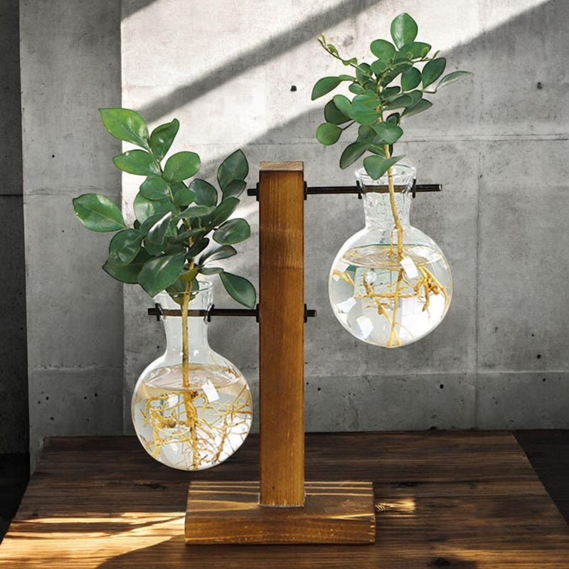 Glass Propagation - Etsy