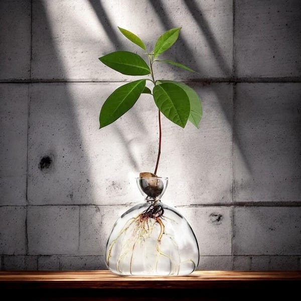 Glass Propagation - Etsy