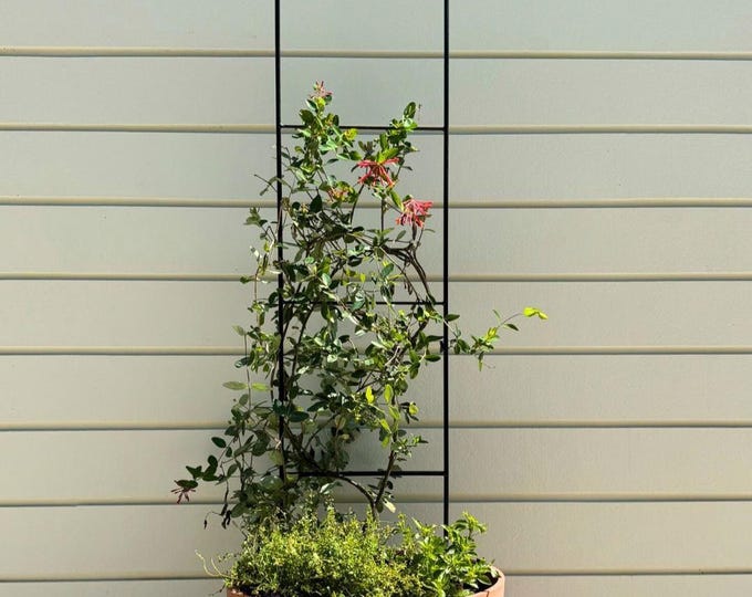 Metal Plant Trellis | Support for Climbing Plants | Self Standing ...