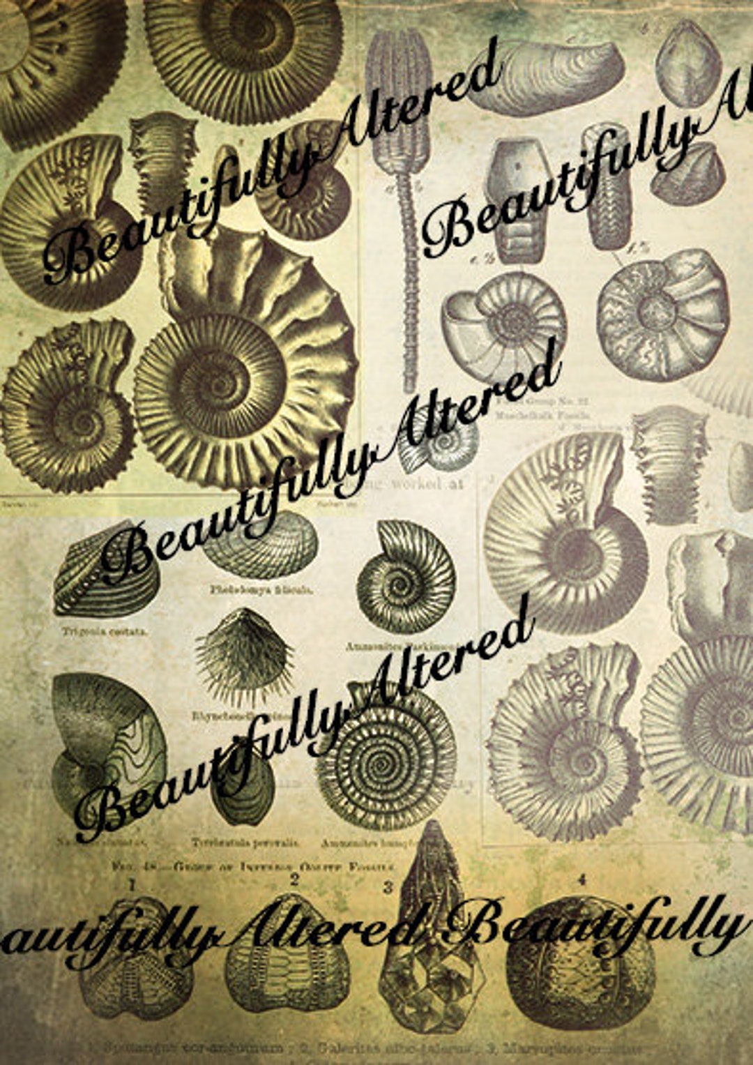 Digital Download Fossil Ammonite Pack Fossil Paper Decoupage Art ...