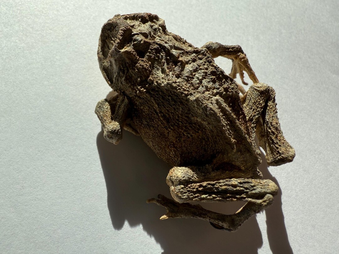 Mummified Toad Specimen, Dried and Preserved Animal Art, Curiosities ...