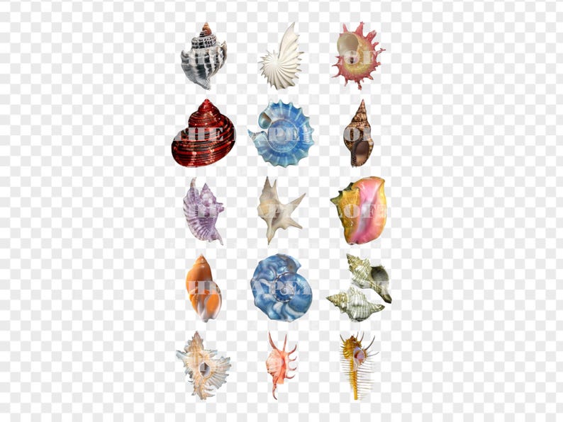30 Sea Shells Aesthetic Digital Clip Art Stickers Scrapbook Stickers ...
