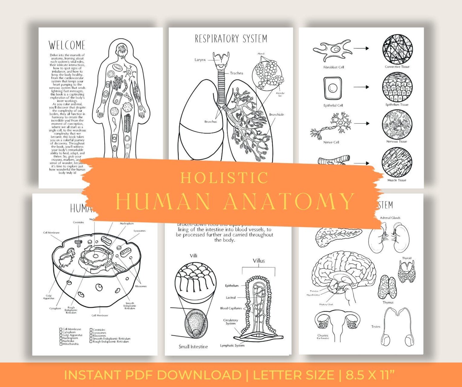 Holistic Human Anatomy Printable | Body Systems & Natural Healing ...