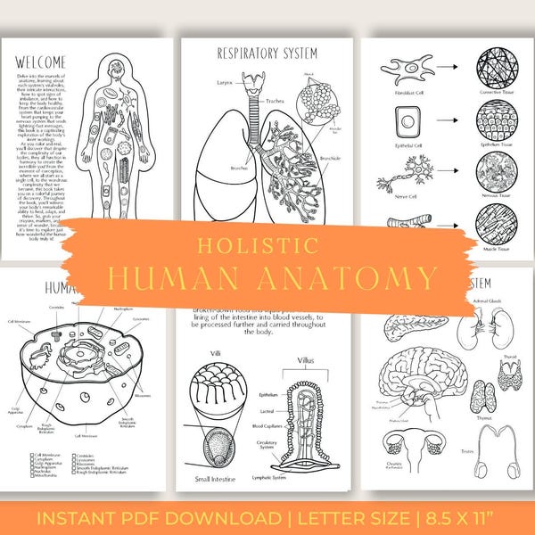 Human Anatomy Printable - Etsy