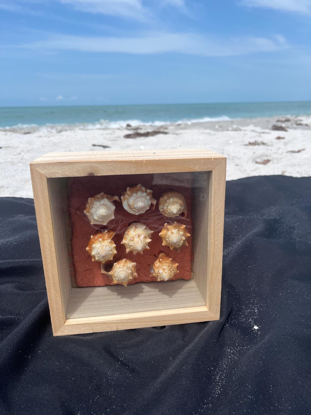 Conch Shells Design in Deep Natural Shadowbox - Etsy