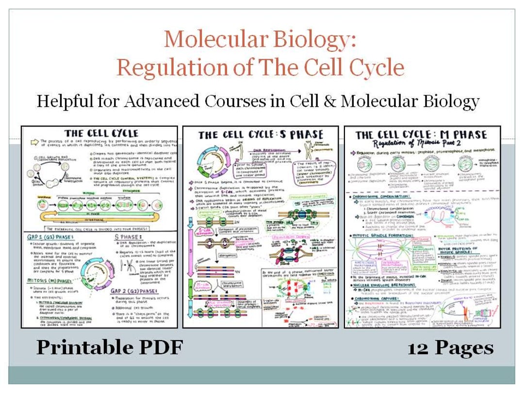 Molecular Biology of the Cell Notes Study Guide Cell Cycle Mechanisms ...