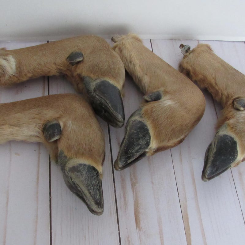 Deer Hooves - Etsy