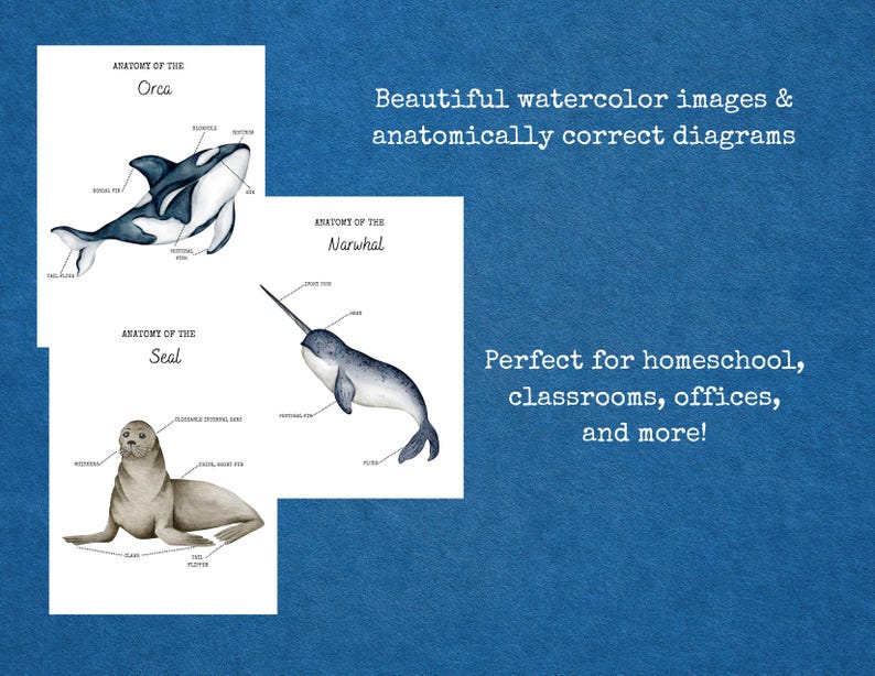 Arctic Animal Anatomy Diagram Posters, Homeschool Worksheets (digital ...