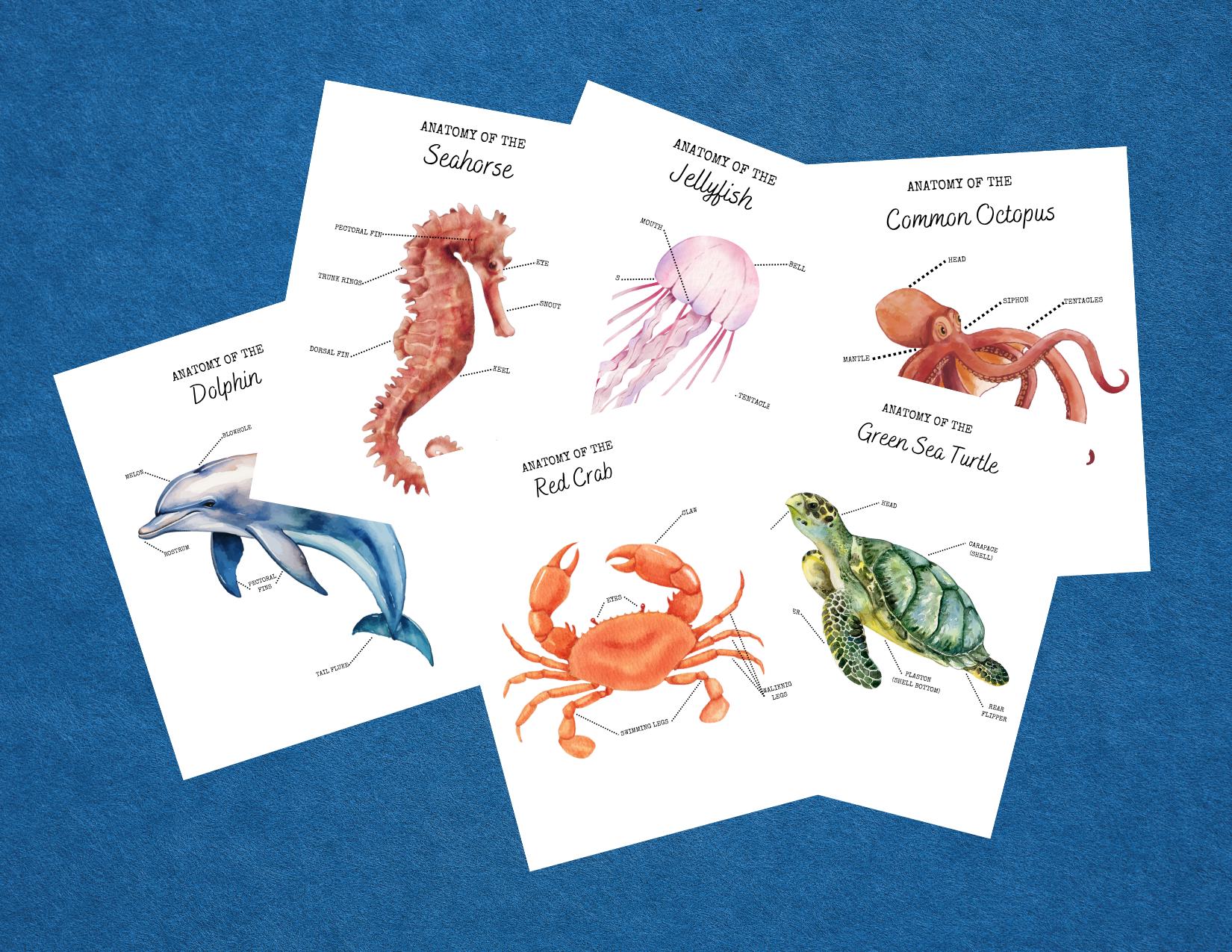 Marine Animal Anatomy Diagram, Classroom Homeschool Posters (digital ...