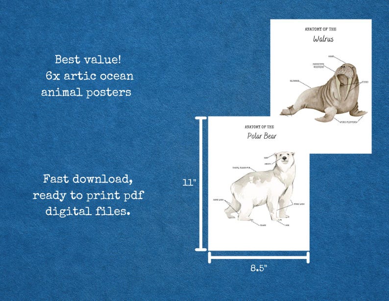 Arctic Animal Anatomy Diagram Posters, Homeschool Worksheets (digital ...
