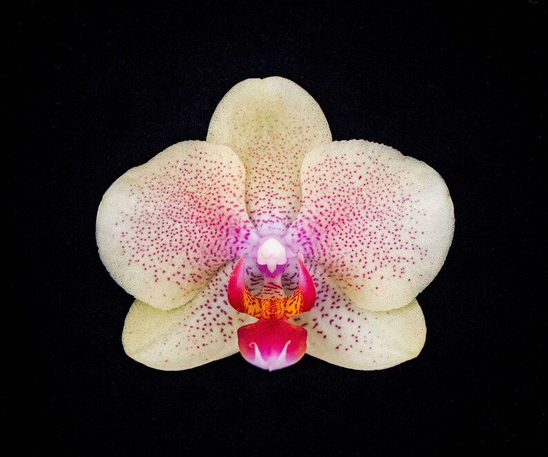 Orchid - Etsy