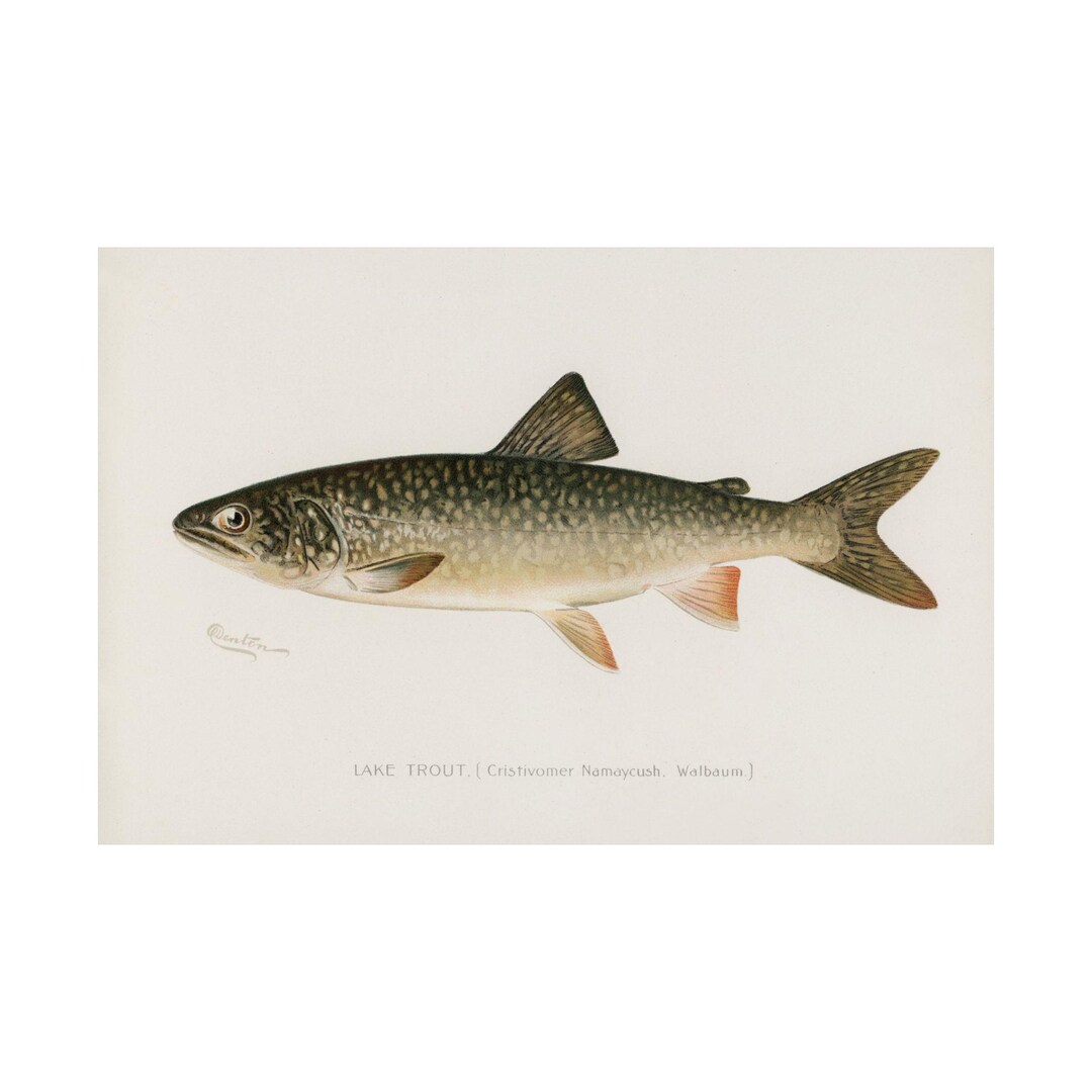 Lake Trout Art Print 12x8 - Etsy