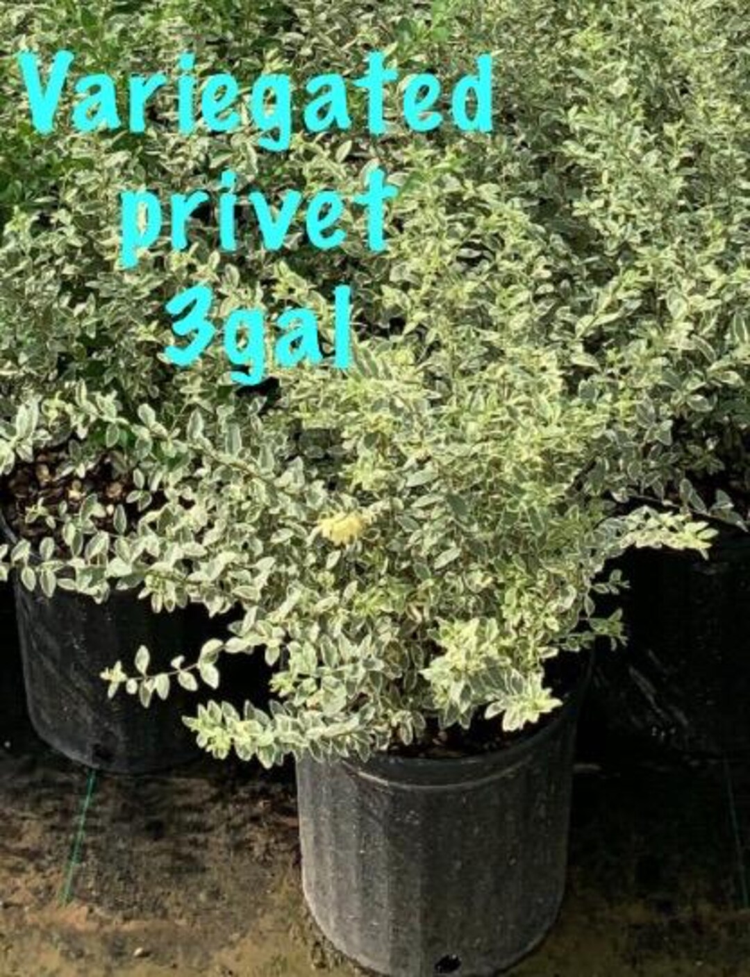 Variegated Privet 3gal - Etsy