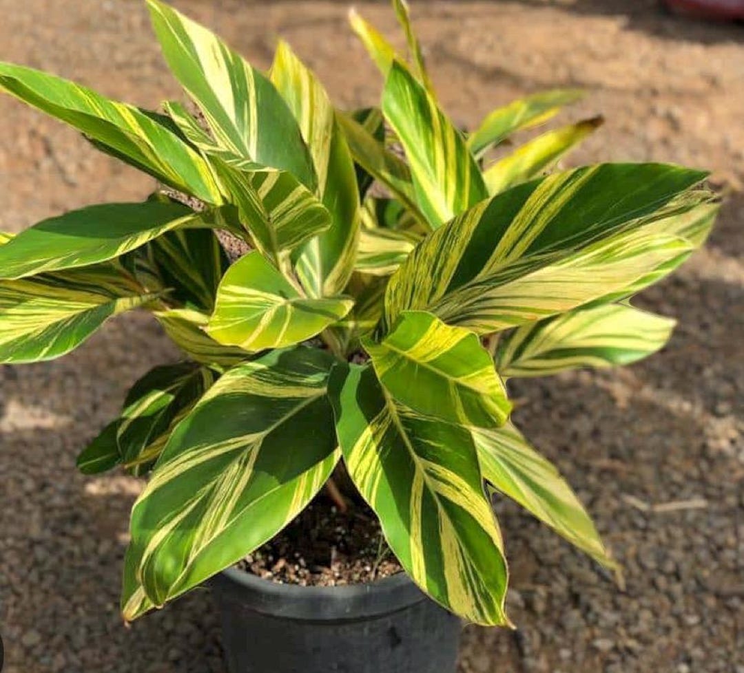Variegated Ginger 3gal - Etsy