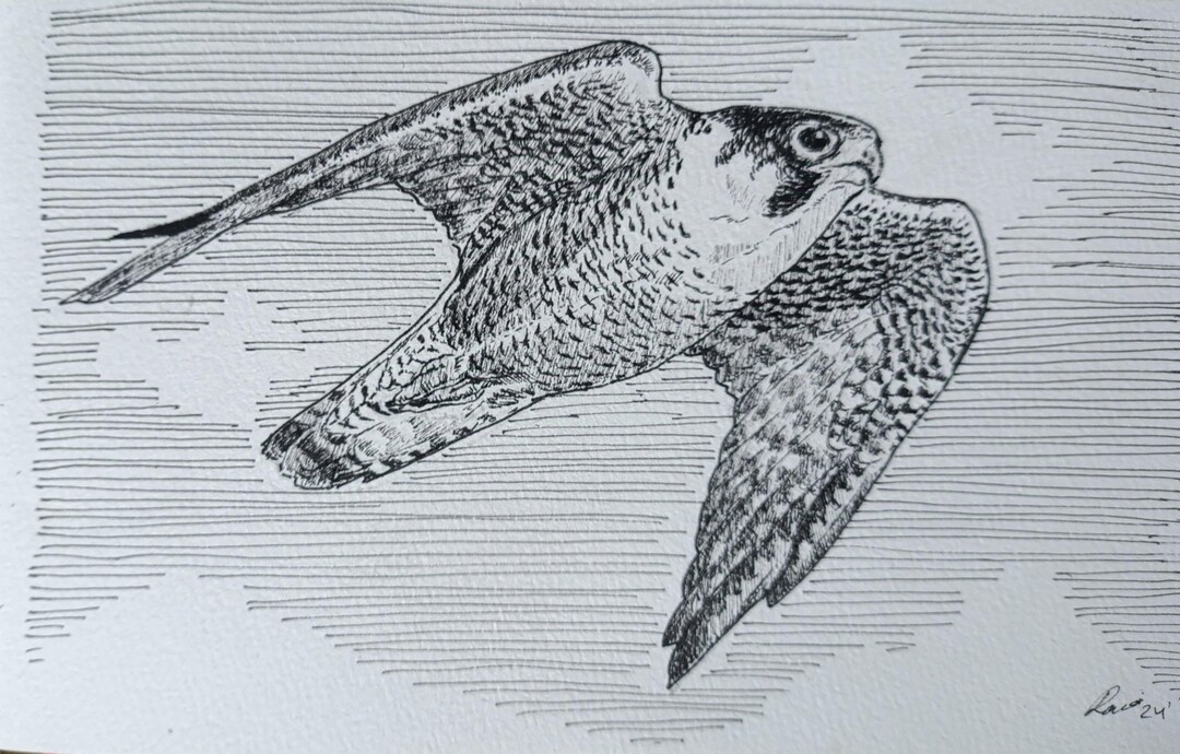 Illustration Peregrine Falcon Ink Drawing Birds Birds of Prey Unique ...